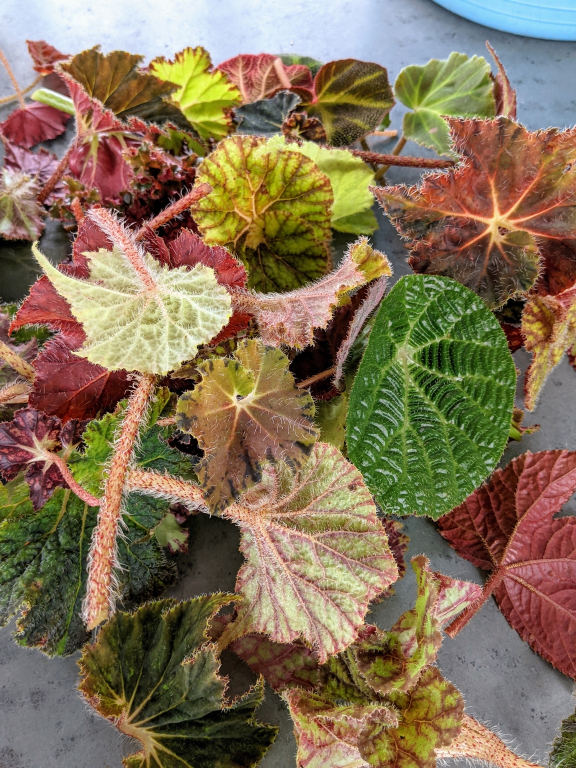 The Martha Stewart Blog : Blog Archive Propagating Begonias from Stem ...