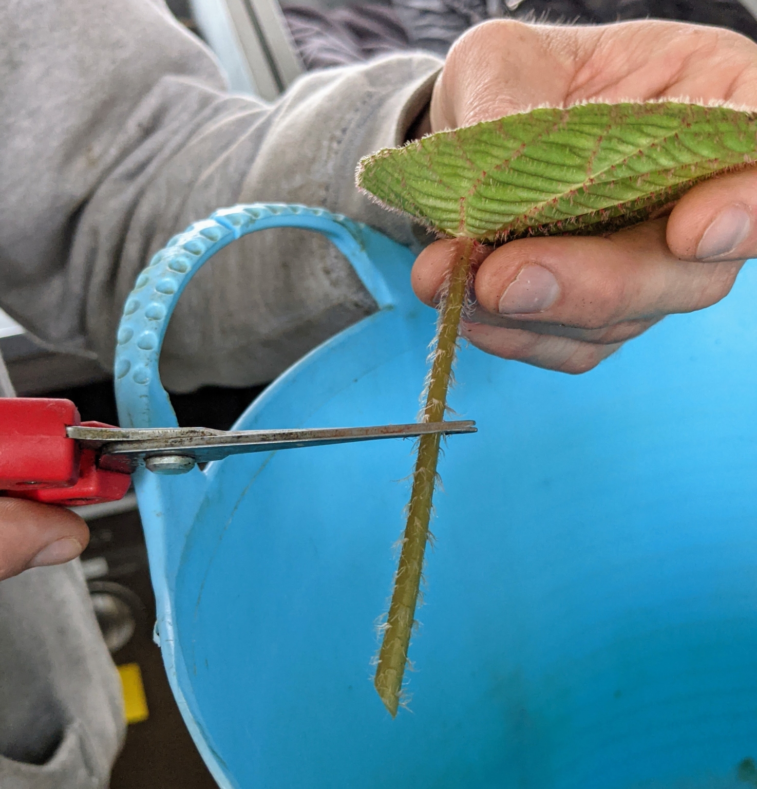 Propagating Begonias from Stem Cuttings - The Martha Stewart Blog