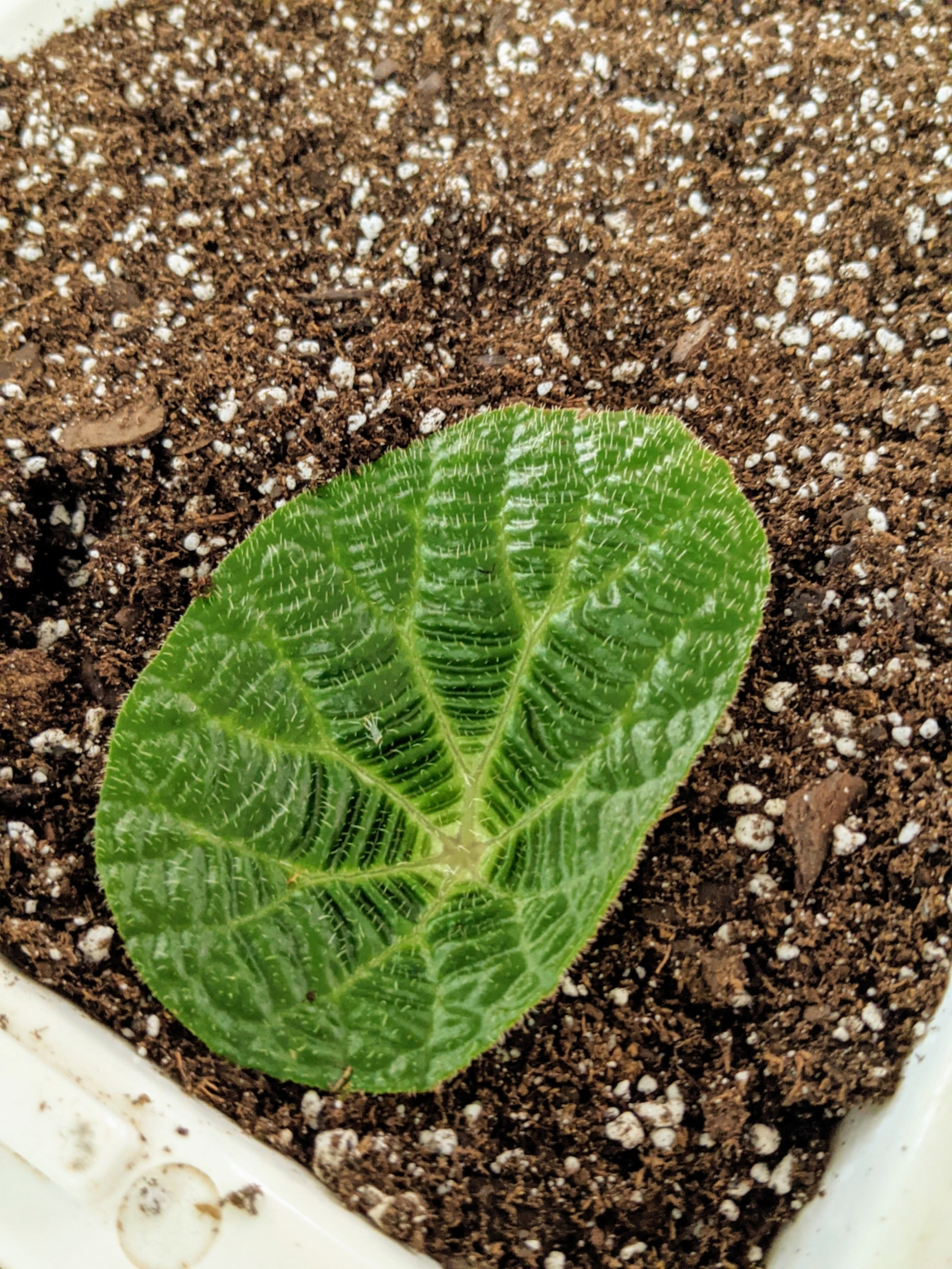 Propagating Begonias from Stem Cuttings - The Martha Stewart Blog