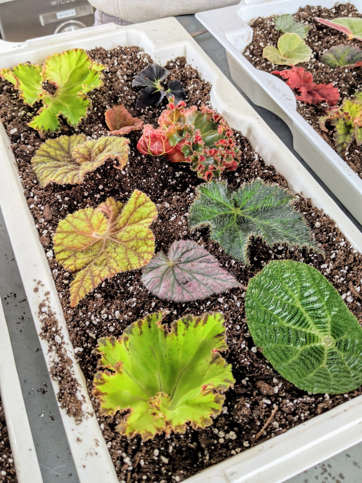 Propagating Begonias from Stem Cuttings - The Martha Stewart Blog