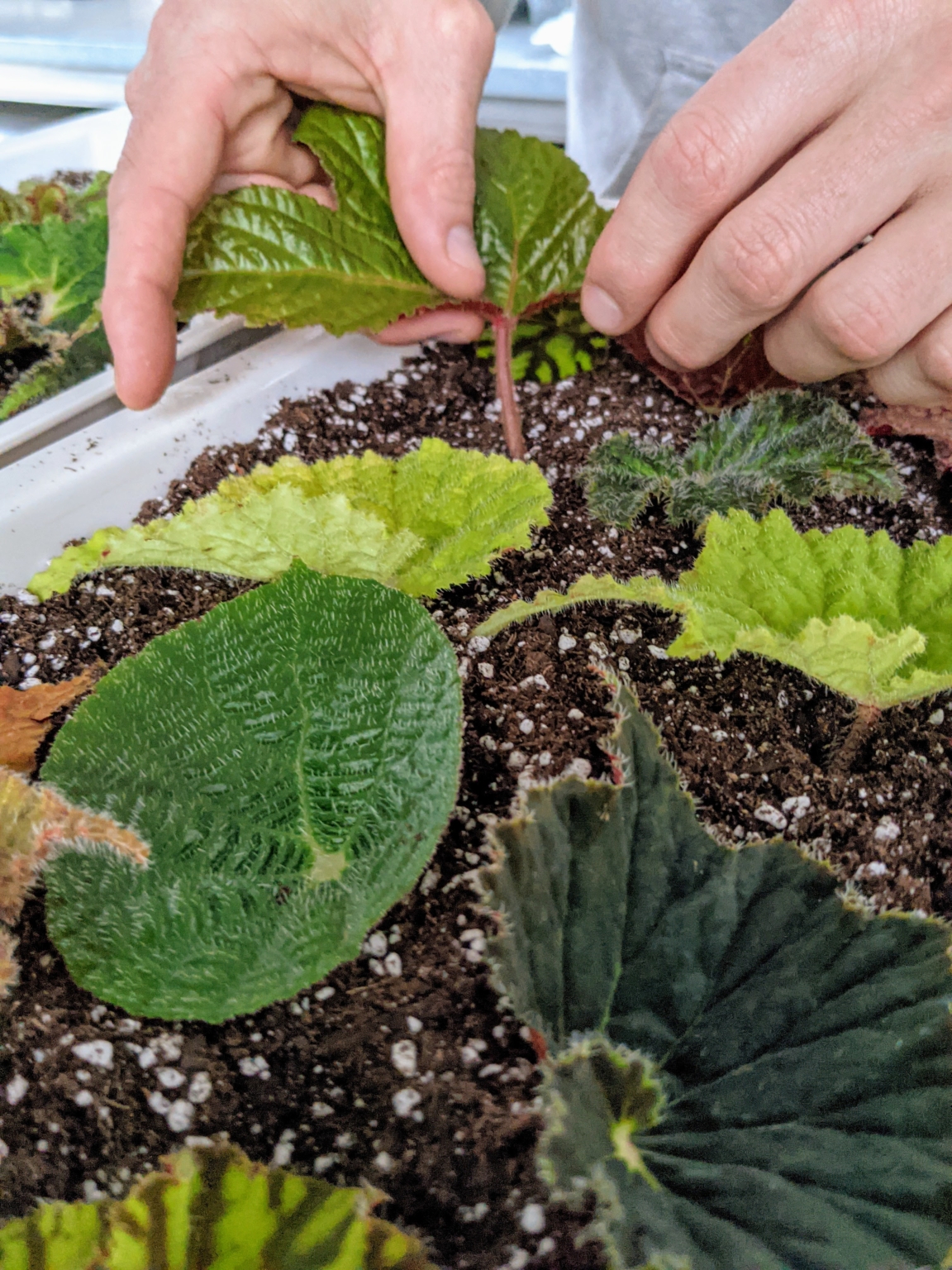 Propagating Begonias from Stem Cuttings - The Martha Stewart Blog