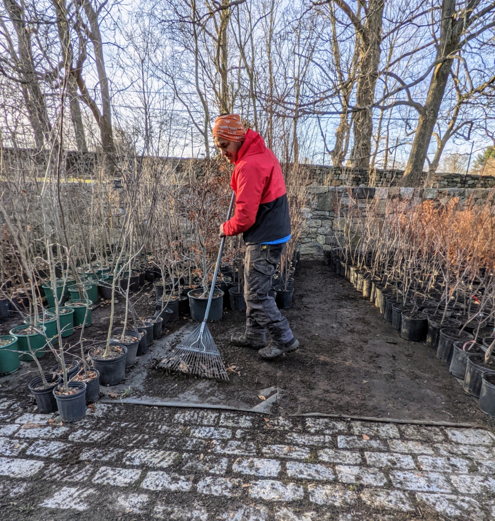 Maintaining Hundreds of Young Trees - The Martha Stewart Blog