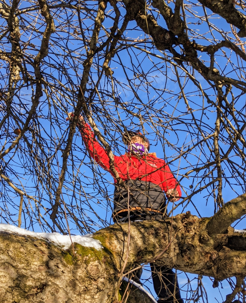 Pruning Time for the Apple Trees - The Martha Stewart Blog