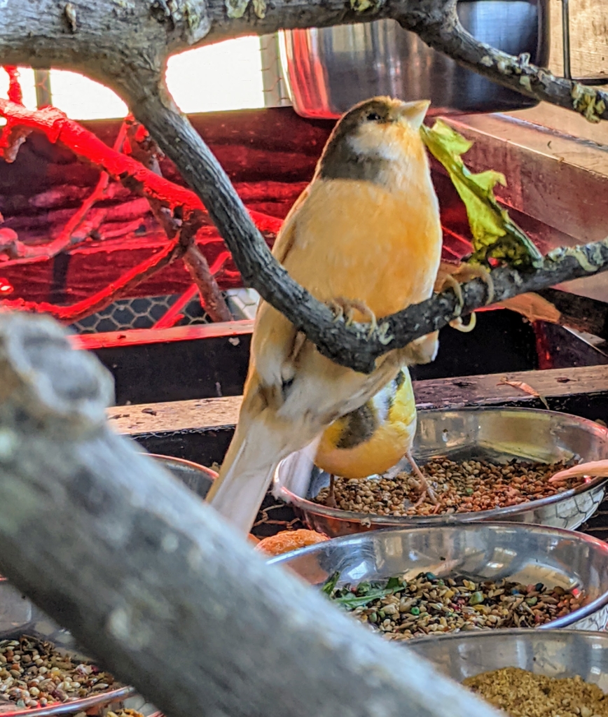 My Cheerful Red Factor Canaries - The Martha Stewart Blog