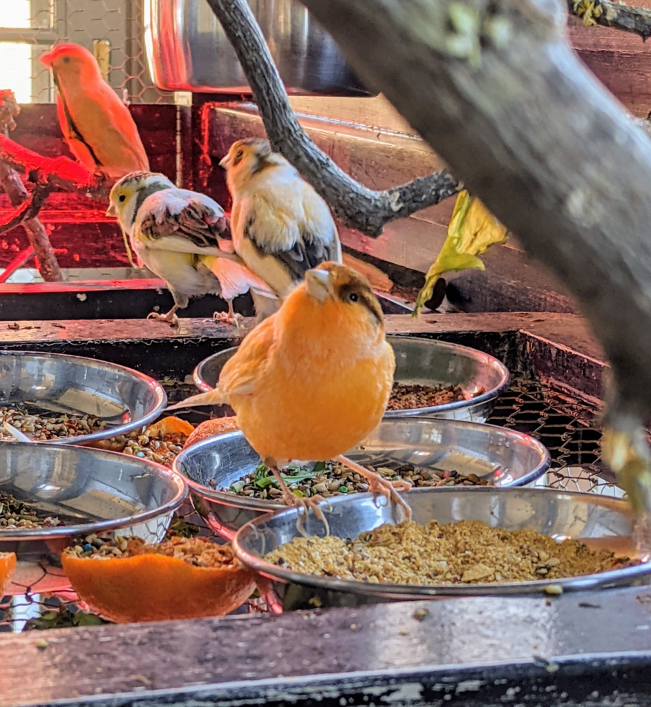 My Cheerful Red Factor Canaries - The Martha Stewart Blog