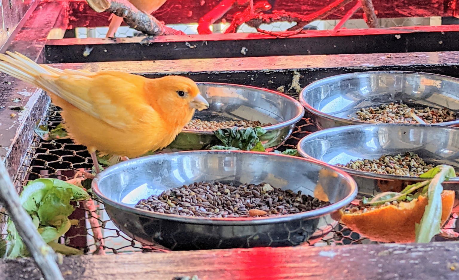 My Cheerful Red Factor Canaries - The Martha Stewart Blog