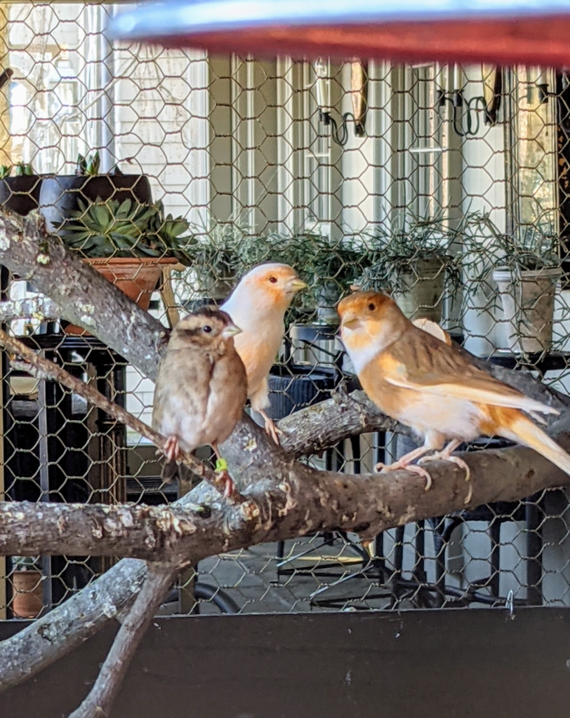 My Cheerful Red Factor Canaries - The Martha Stewart Blog