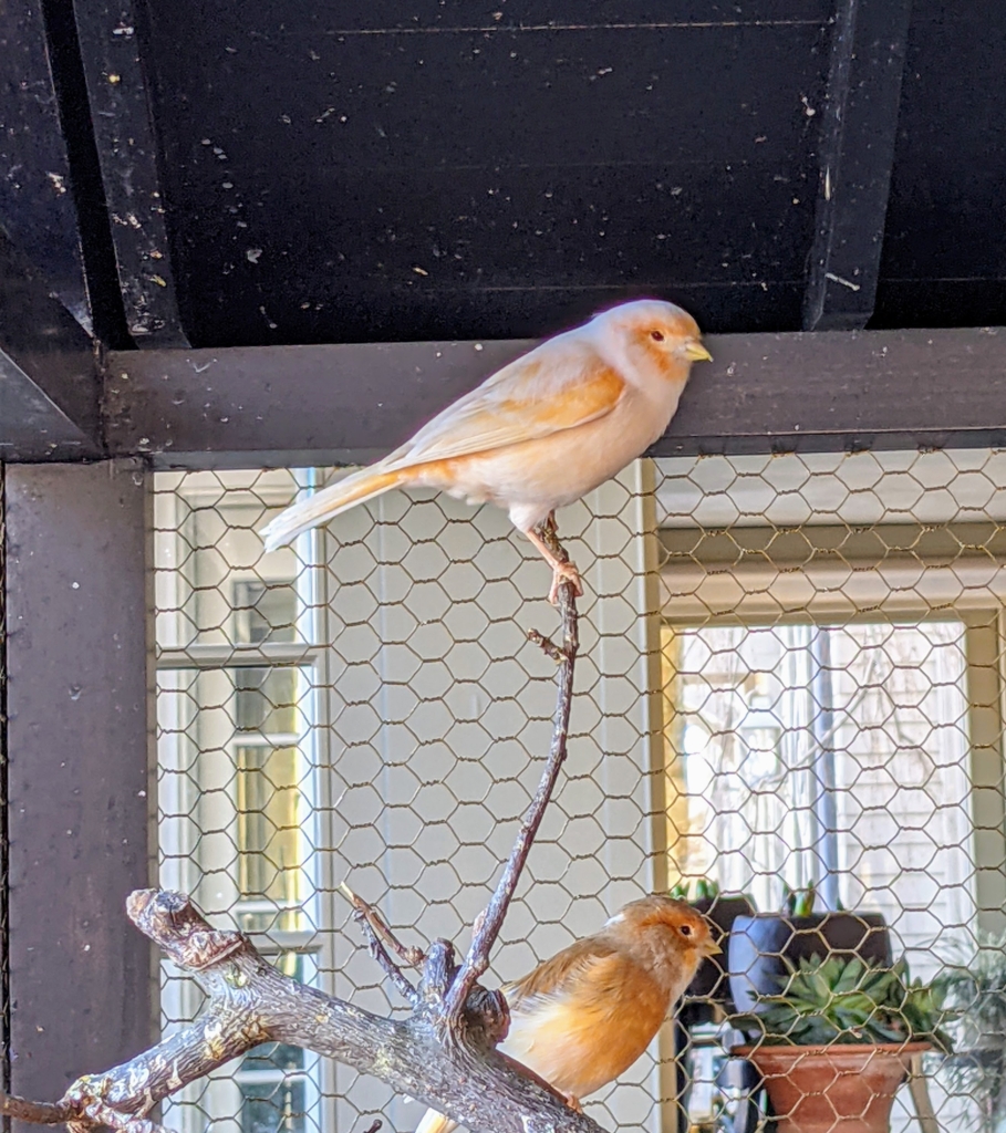 My Cheerful Red Factor Canaries - The Martha Stewart Blog