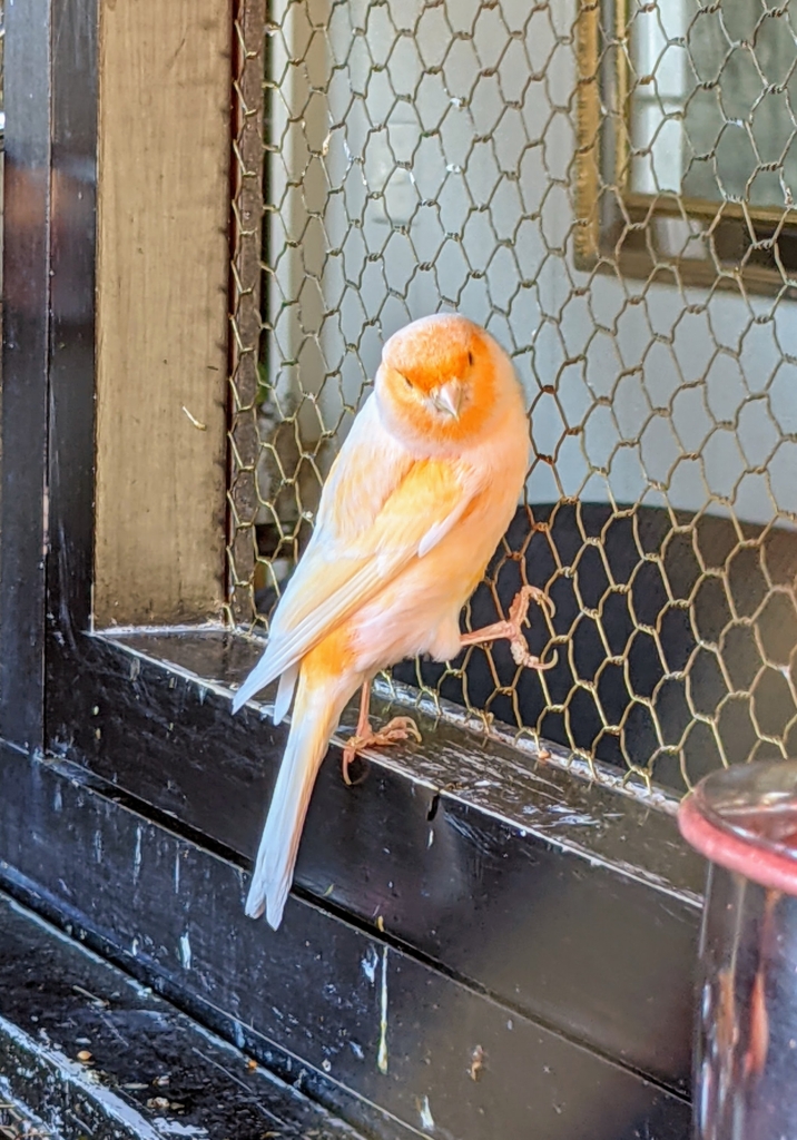 My Cheerful Red Factor Canaries - The Martha Stewart Blog