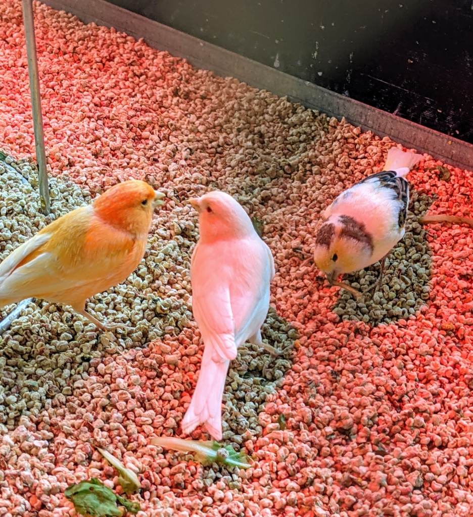 My Cheerful Red Factor Canaries - The Martha Stewart Blog