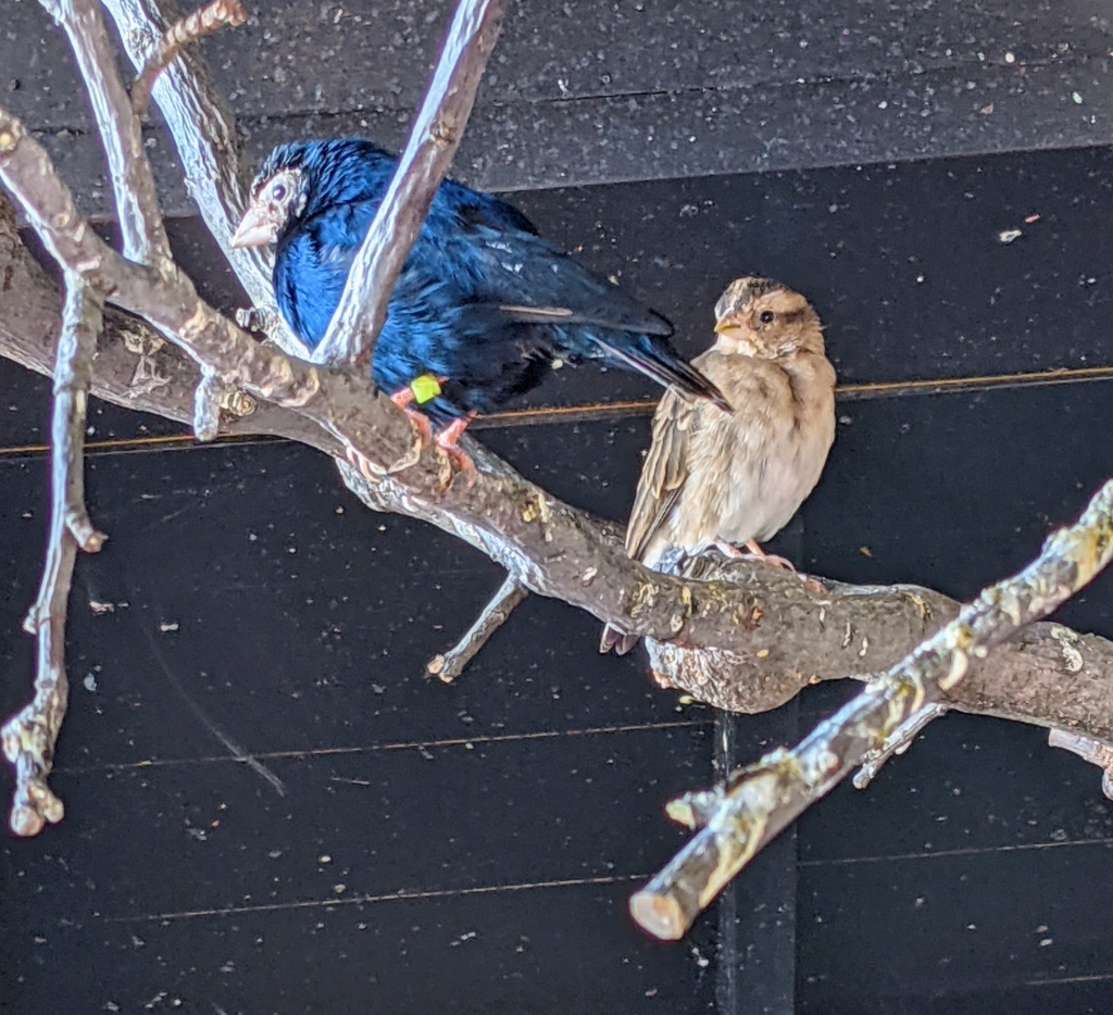 The Martha Stewart Blog : Blog Archive My Cheerful Red Factor Canaries ...