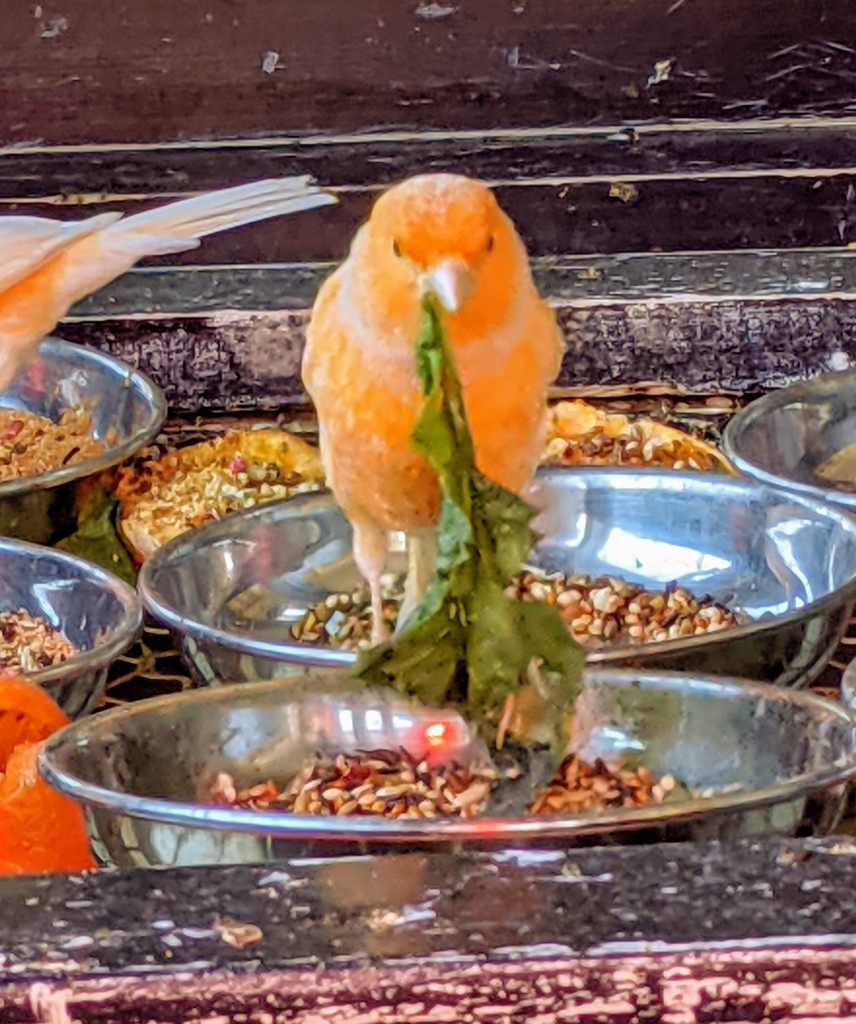 The Martha Stewart Blog : Blog Archive My Cheerful Red Factor Canaries ...