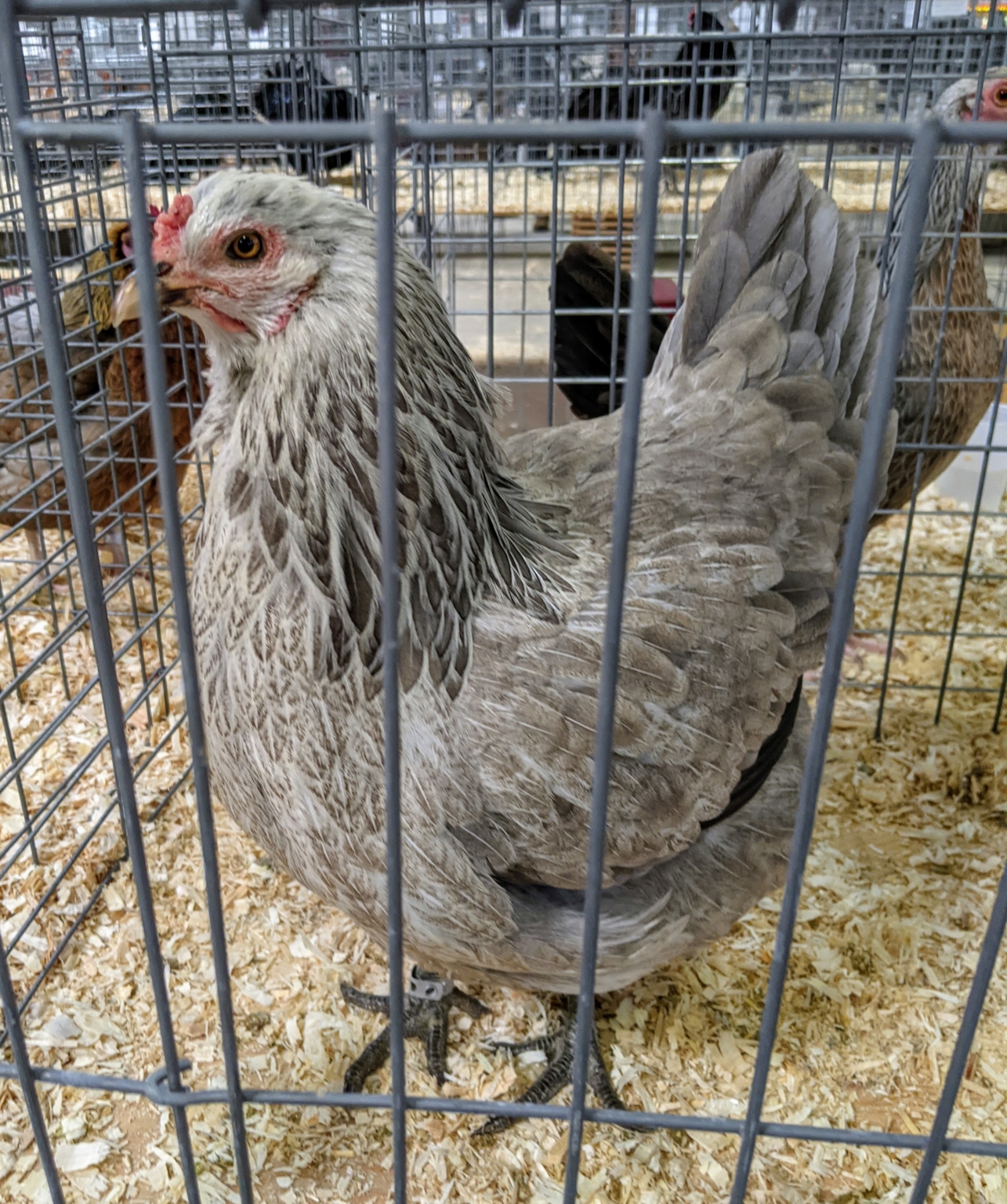 The 2022 Northeastern Poultry Congress in Springfield, Massachusetts ...