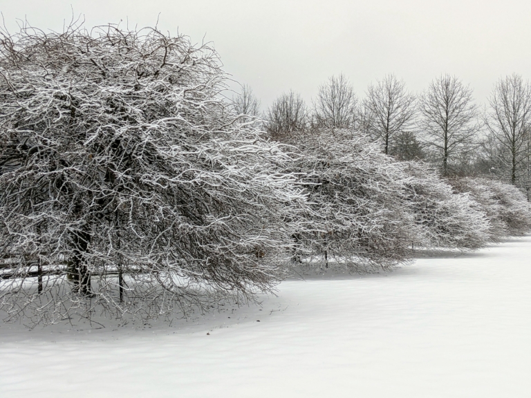 A Fresh Coating of Snow at My Farm - The Martha Stewart Blog