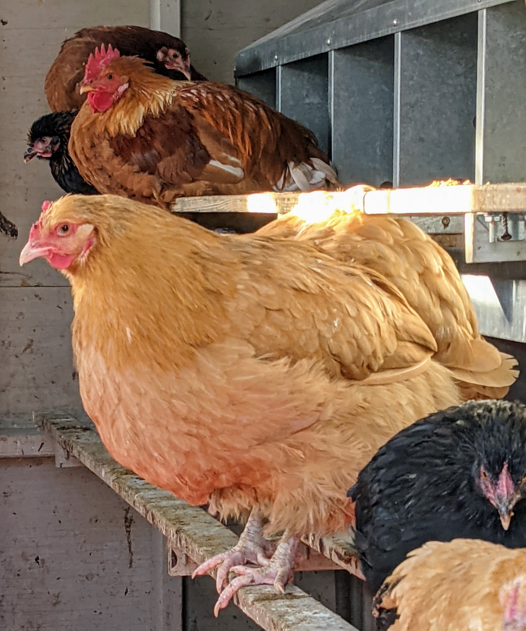My Growing Flock of Chickens - The Martha Stewart Blog