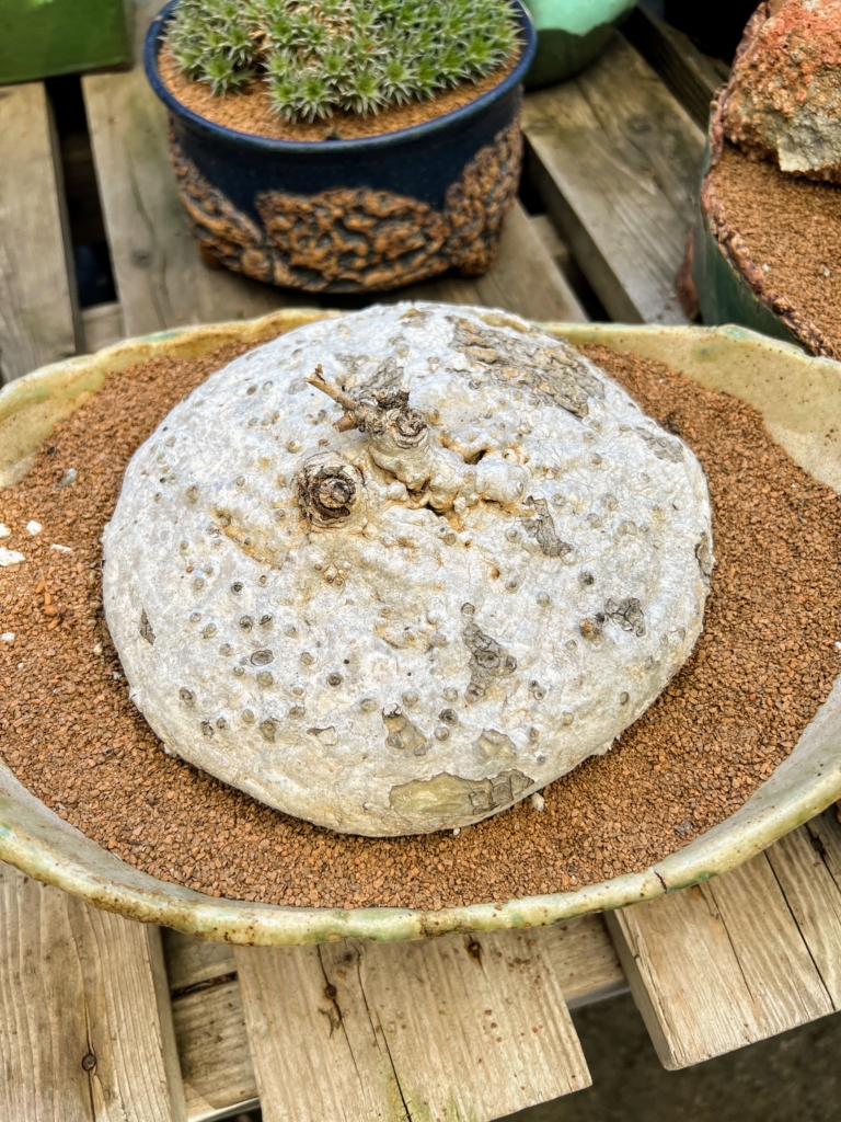 A Walk Through The Tropics, Inc. in Los Angeles - The Martha Stewart Blog