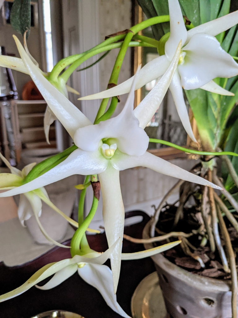 Beautiful Houseplants in My Home - The Martha Stewart Blog