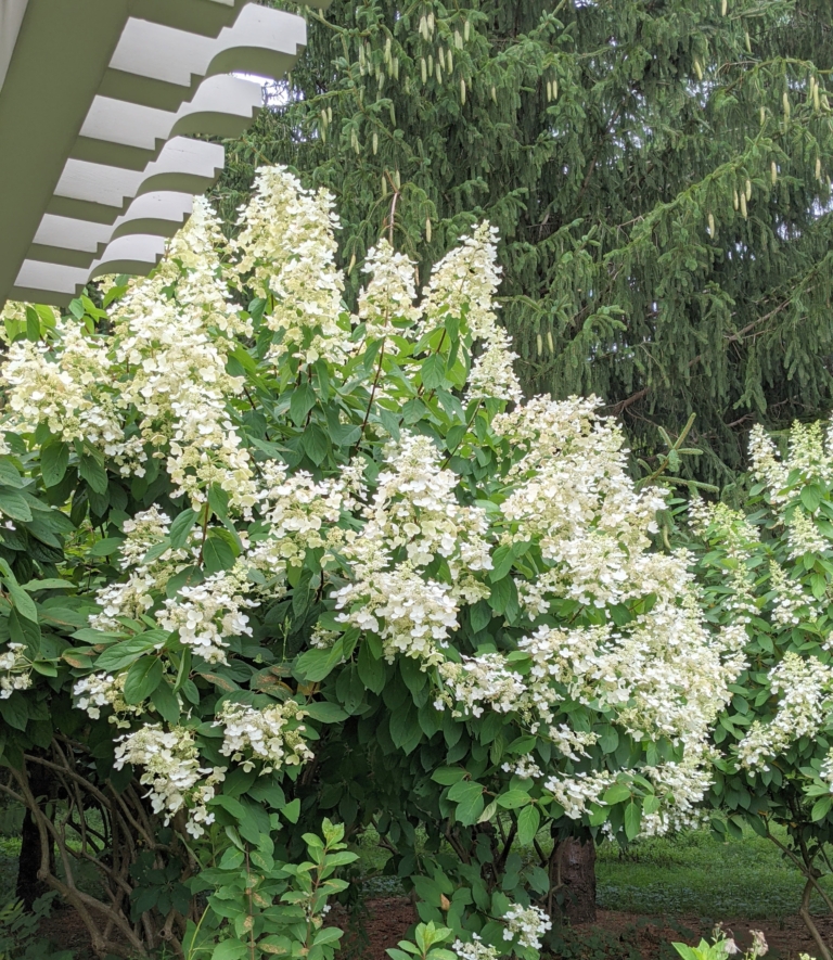 Caring for the Plantings Behind My Tennis Court - The Martha Stewart Blog