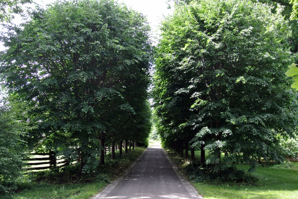 Caring for My Linden Trees - The Martha Stewart Blog