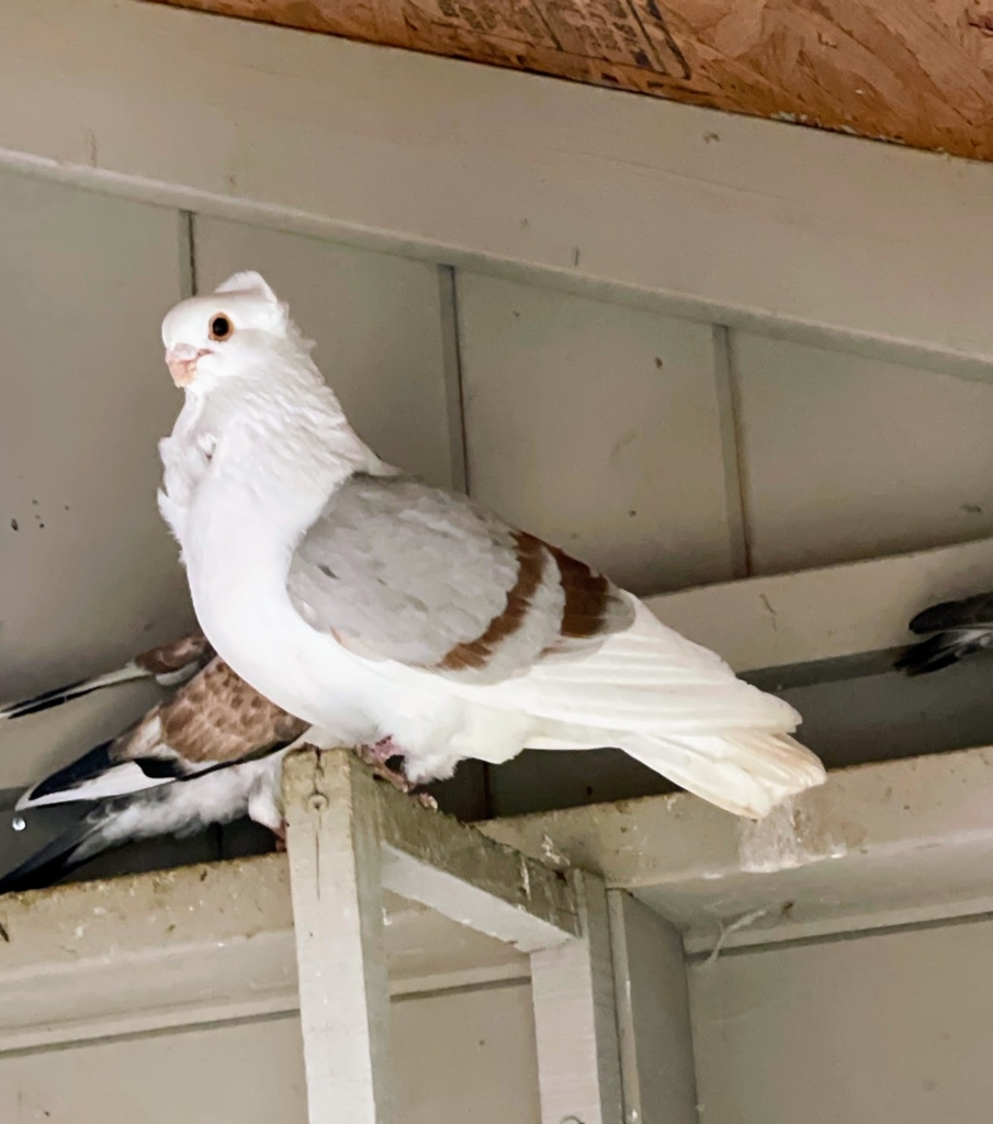 My Happy Fancy Pigeons - The Martha Stewart Blog