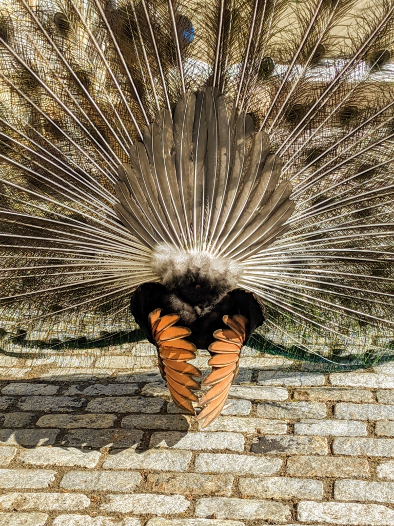 The Martha Stewart Blog : Blog Archive Beginning of Mating Season for ...