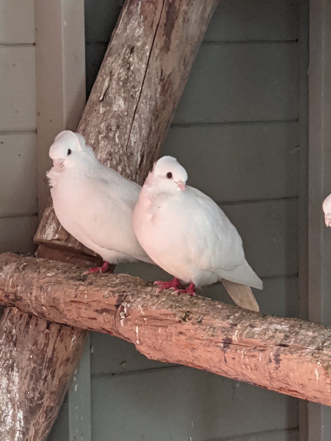 My Happy Fancy Pigeons - The Martha Stewart Blog