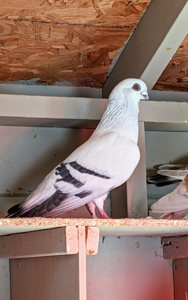 The Martha Stewart Blog : Blog Archive My Happy Fancy Pigeons - The ...