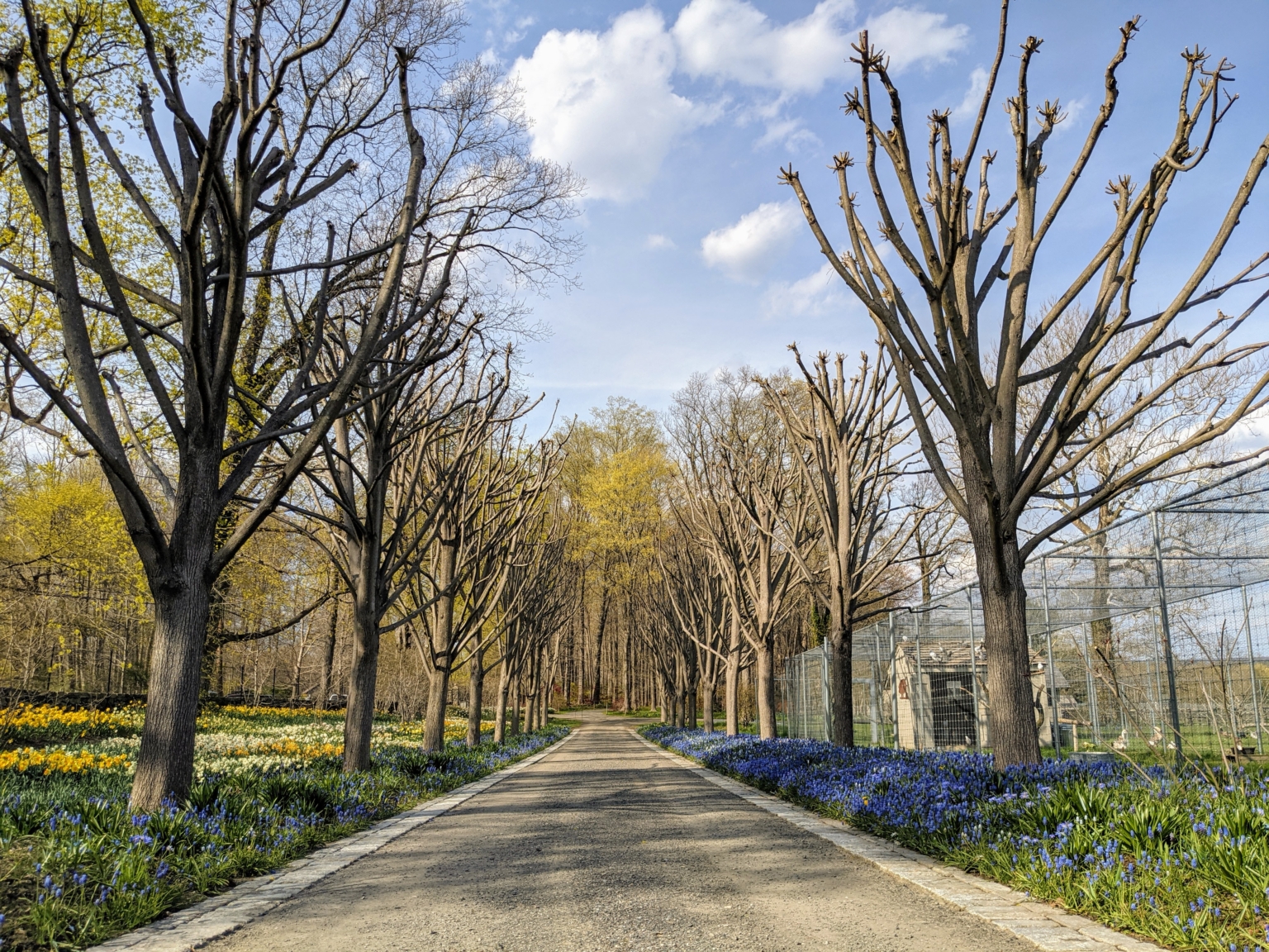 Caring for My Linden Trees - The Martha Stewart Blog