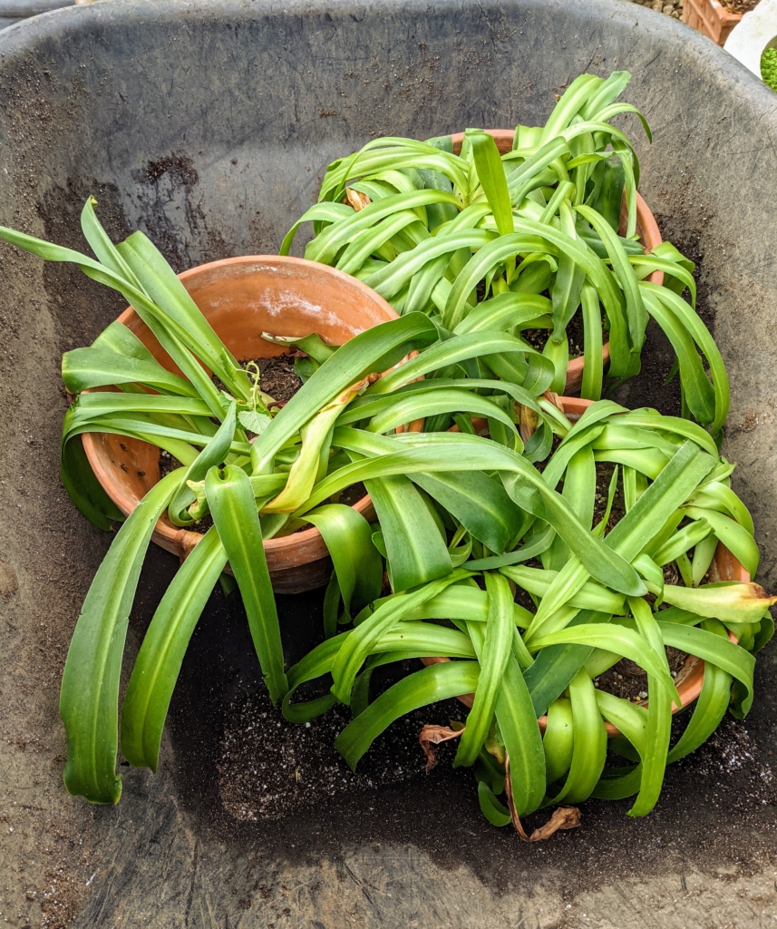 Growing Eucomis Indoors - The Martha Stewart Blog
