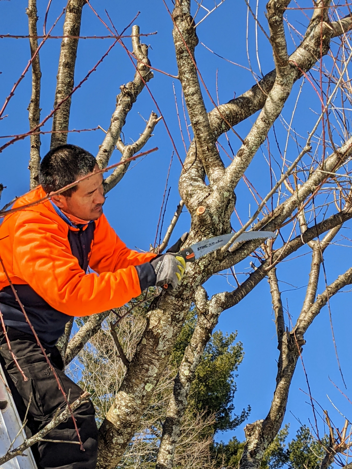 Maintaining My Almond Trees - The Martha Stewart Blog