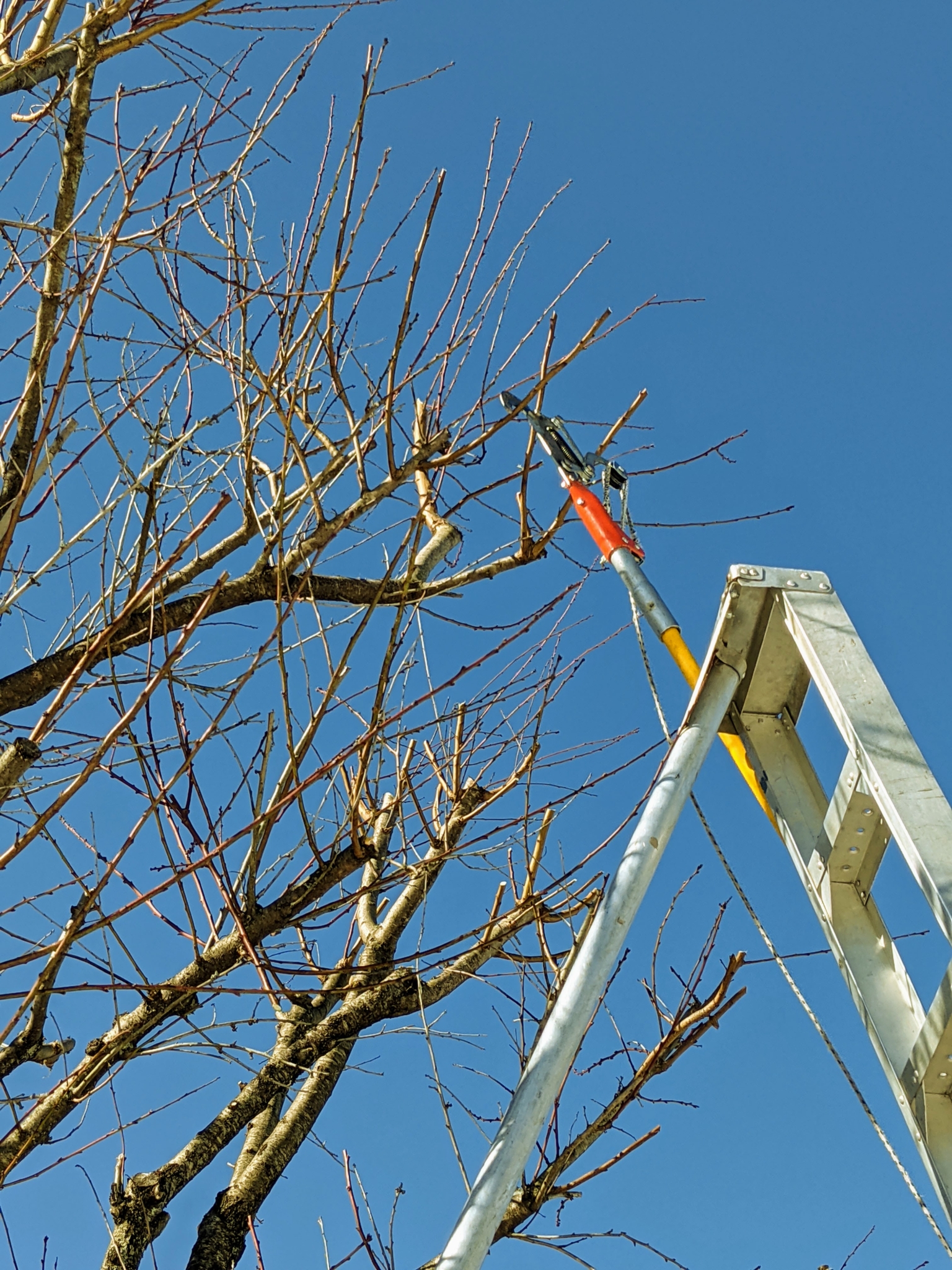 Maintaining My Almond Trees - The Martha Stewart Blog