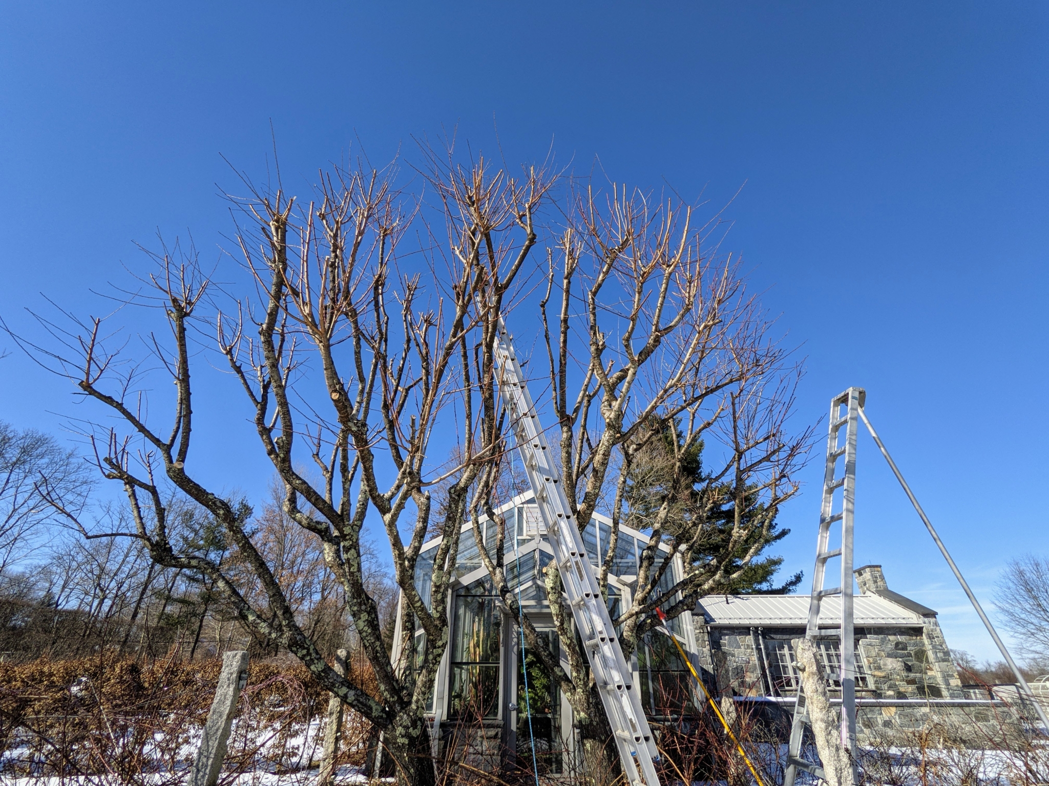 Maintaining My Almond Trees - The Martha Stewart Blog