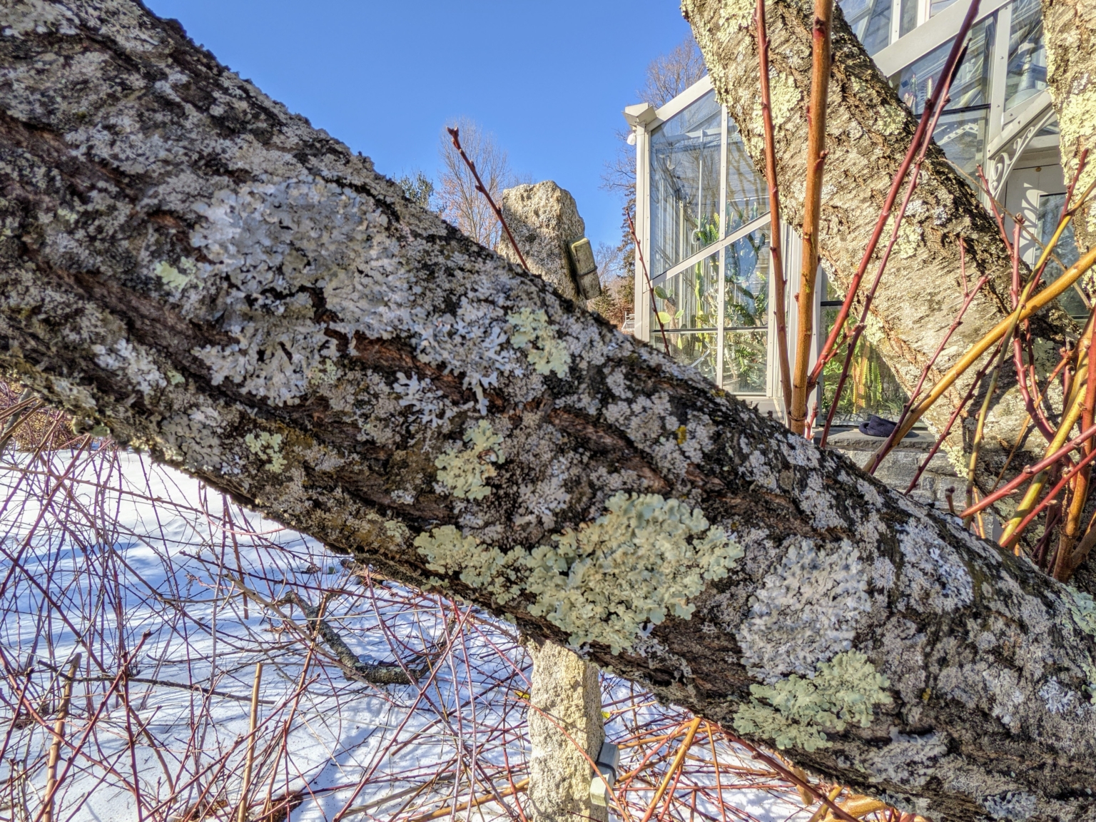 Maintaining My Almond Trees - The Martha Stewart Blog