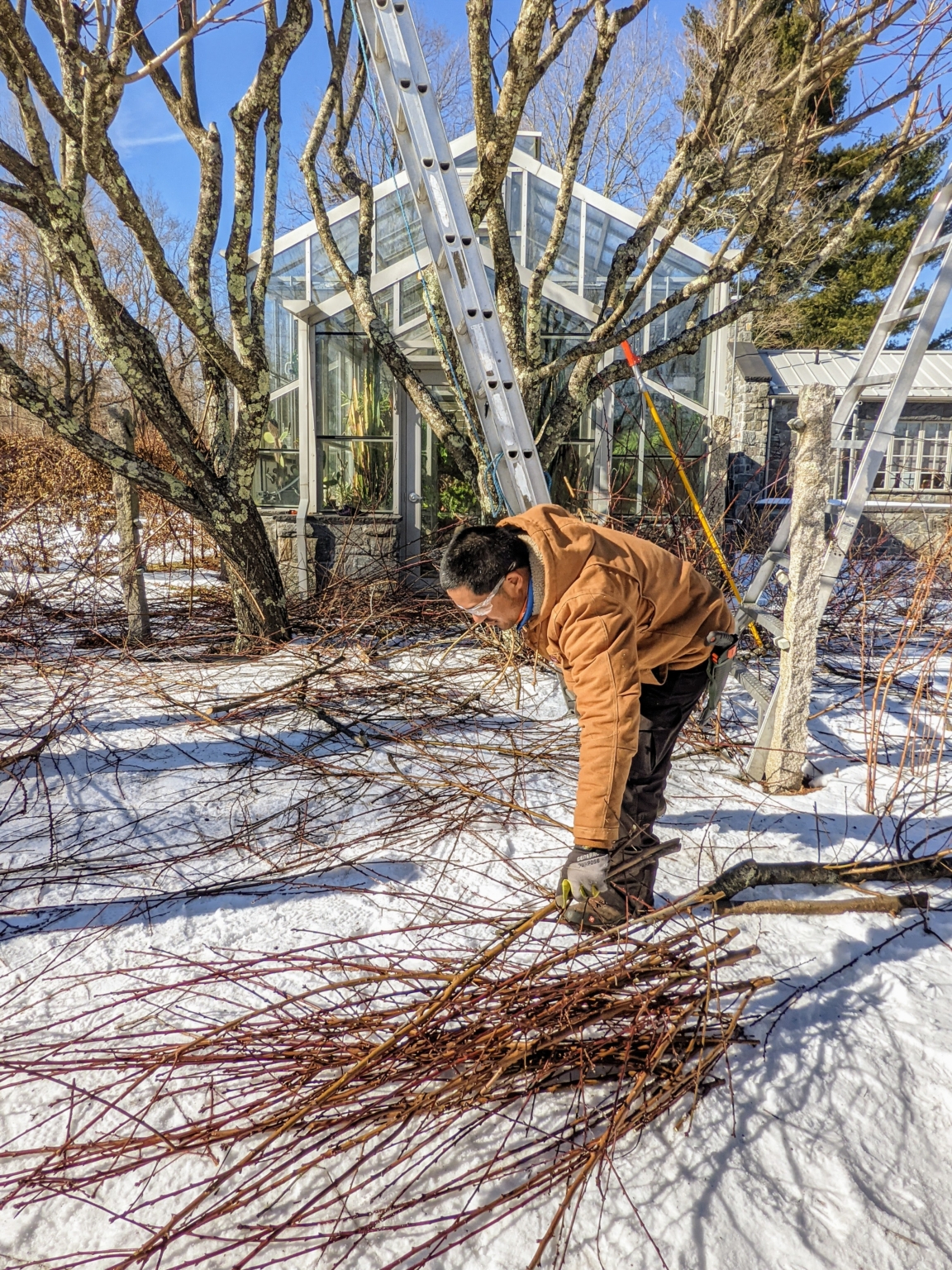Maintaining My Almond Trees - The Martha Stewart Blog