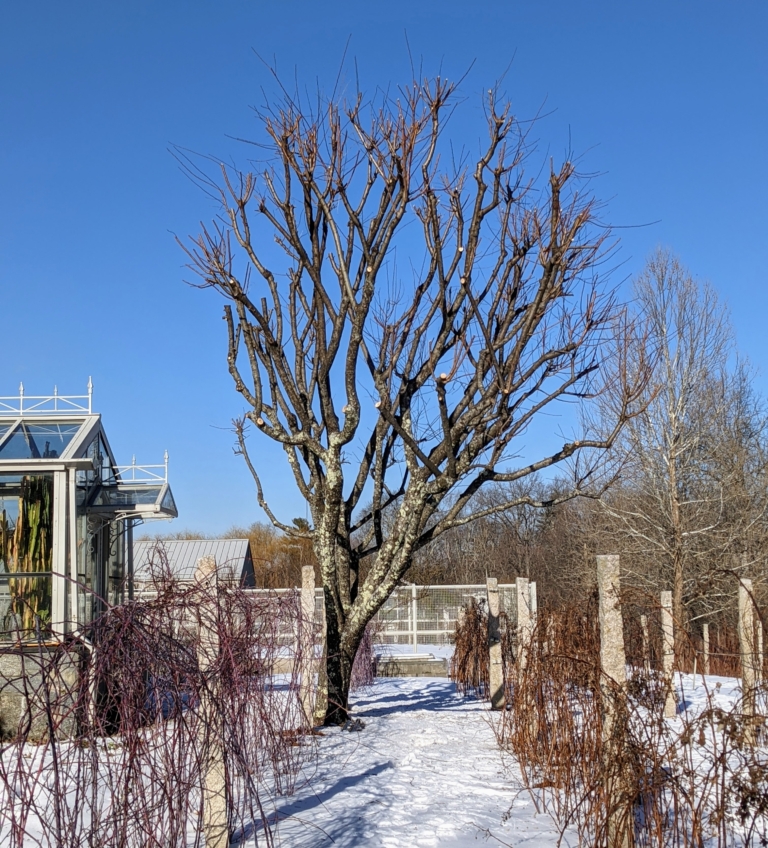 Maintaining My Almond Trees - The Martha Stewart Blog