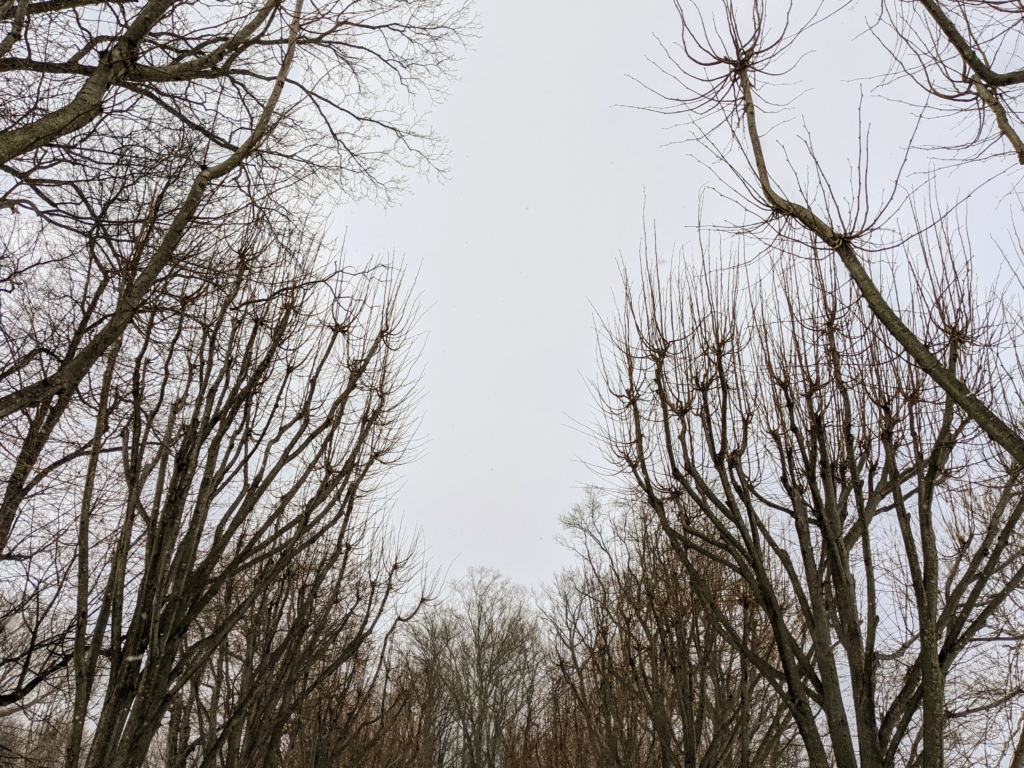 Caring for My Linden Trees - The Martha Stewart Blog