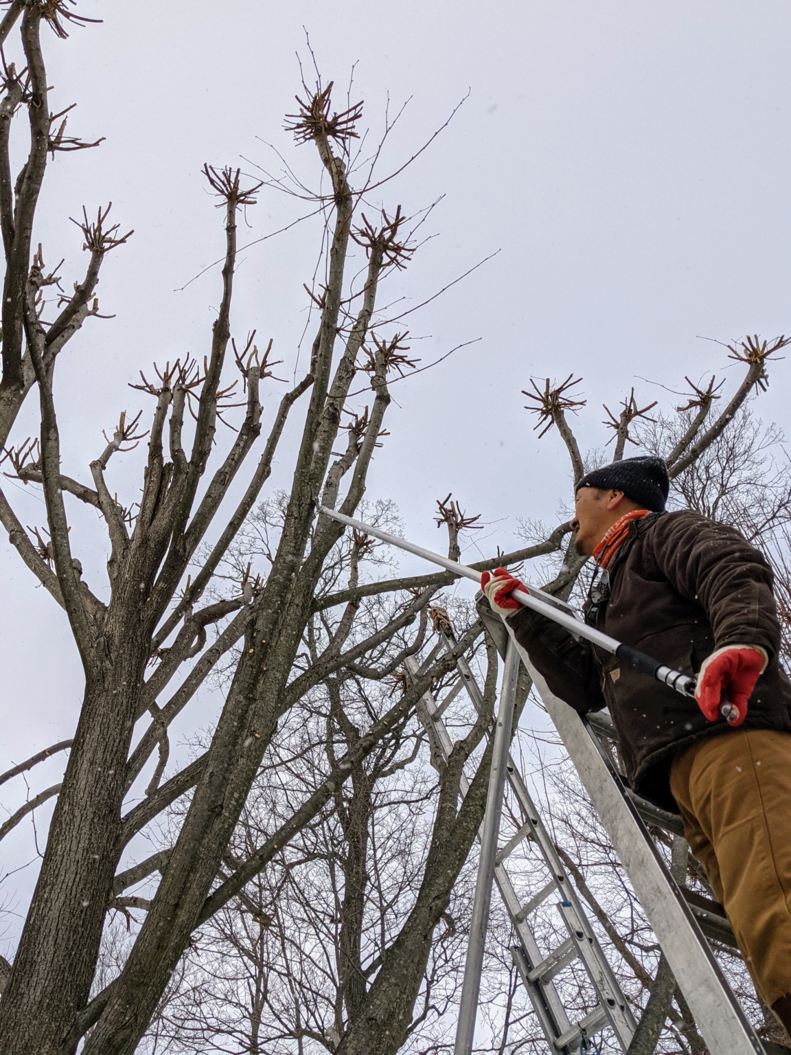 Caring for My Linden Trees - The Martha Stewart Blog