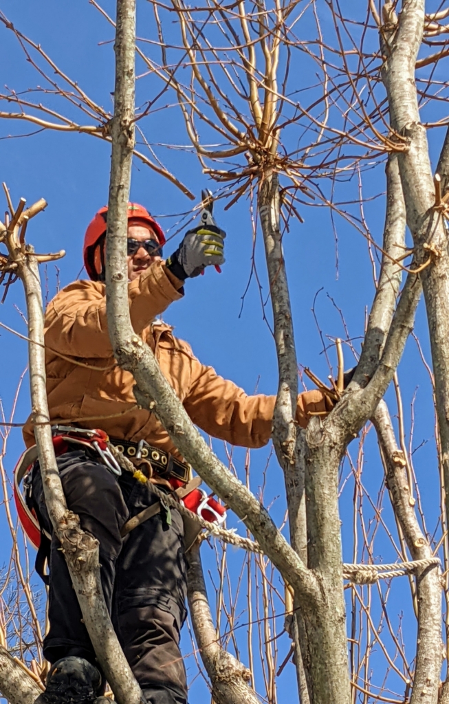 Caring for My Linden Trees - The Martha Stewart Blog