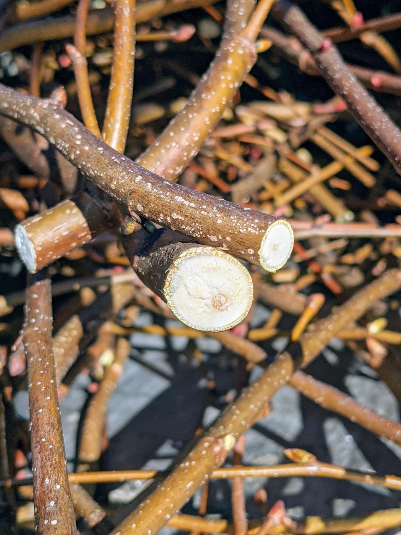 Caring for My Linden Trees - The Martha Stewart Blog