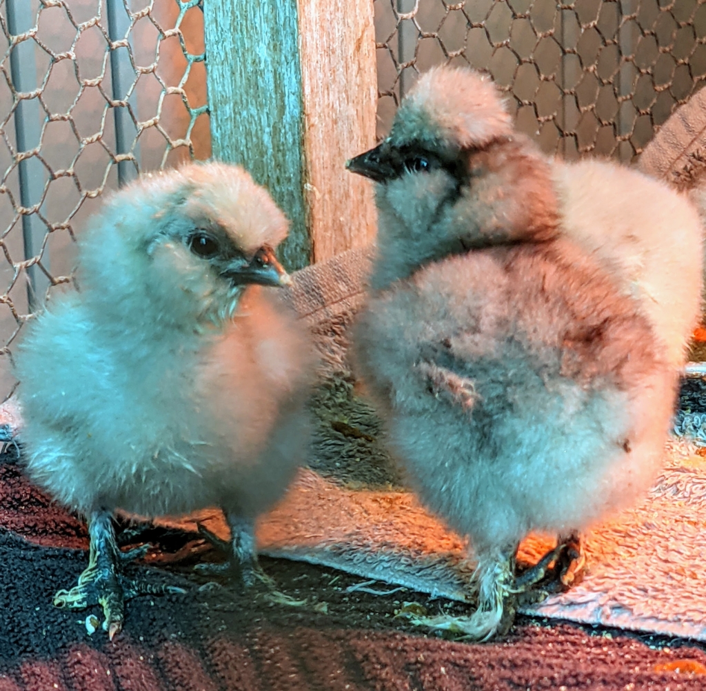 Chicks at My Farm - The Martha Stewart Blog