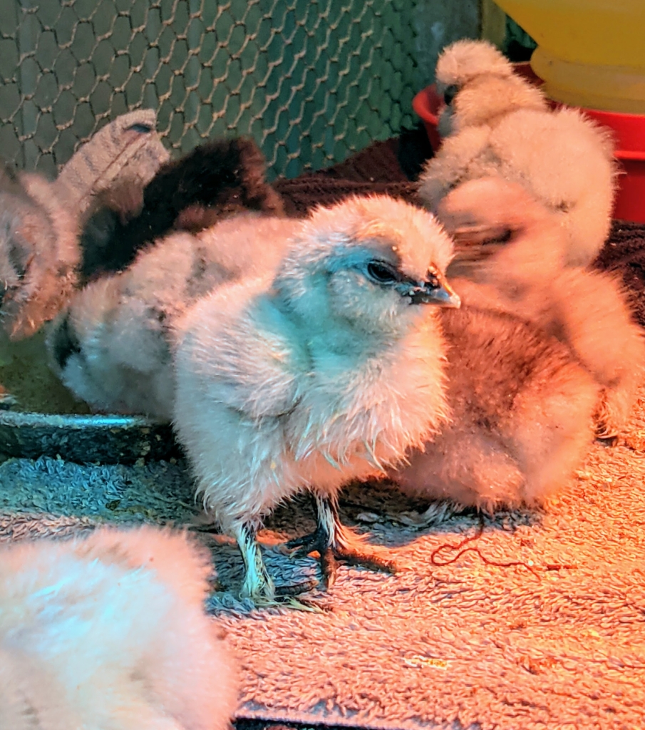 Chicks at My Farm - The Martha Stewart Blog
