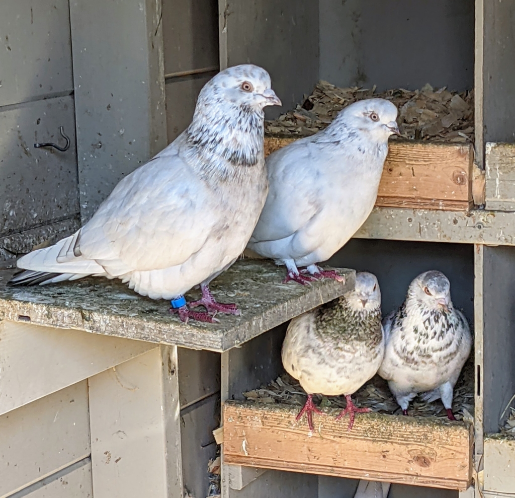 The Martha Stewart Blog : Blog Archive My Happy Fancy Pigeons - The ...