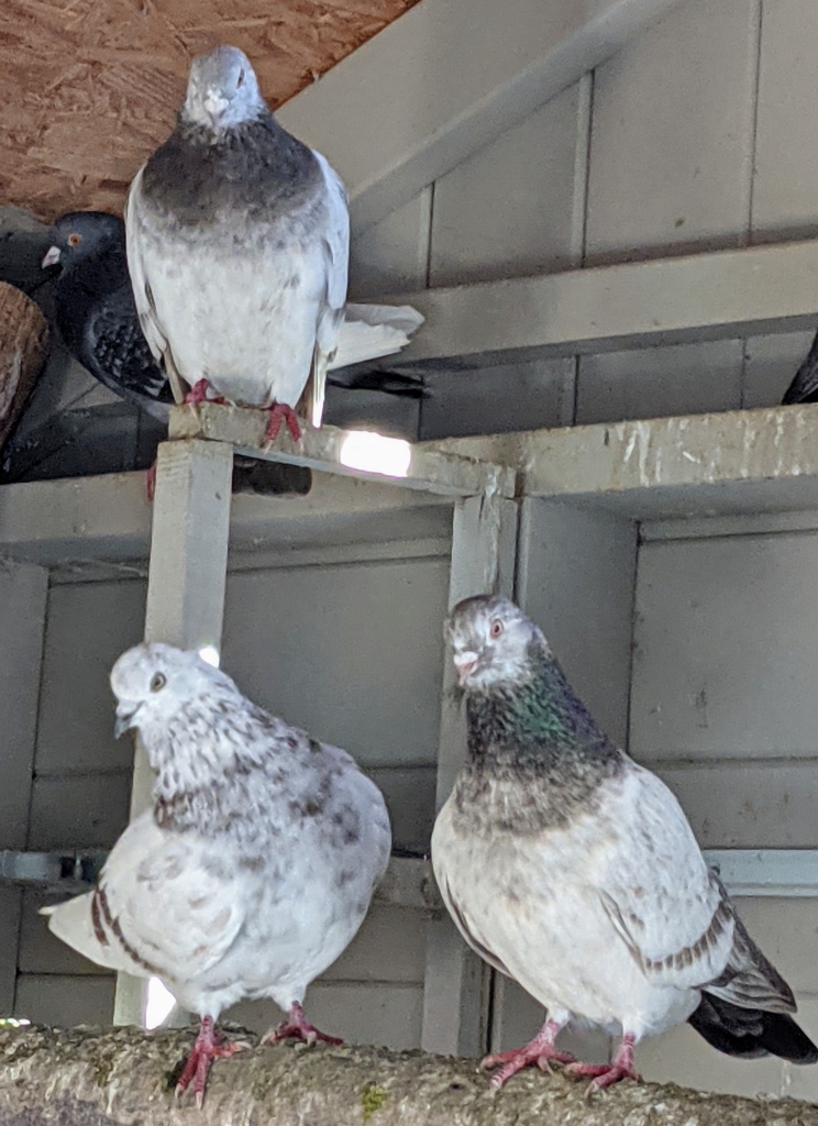 My Happy Fancy Pigeons - The Martha Stewart Blog