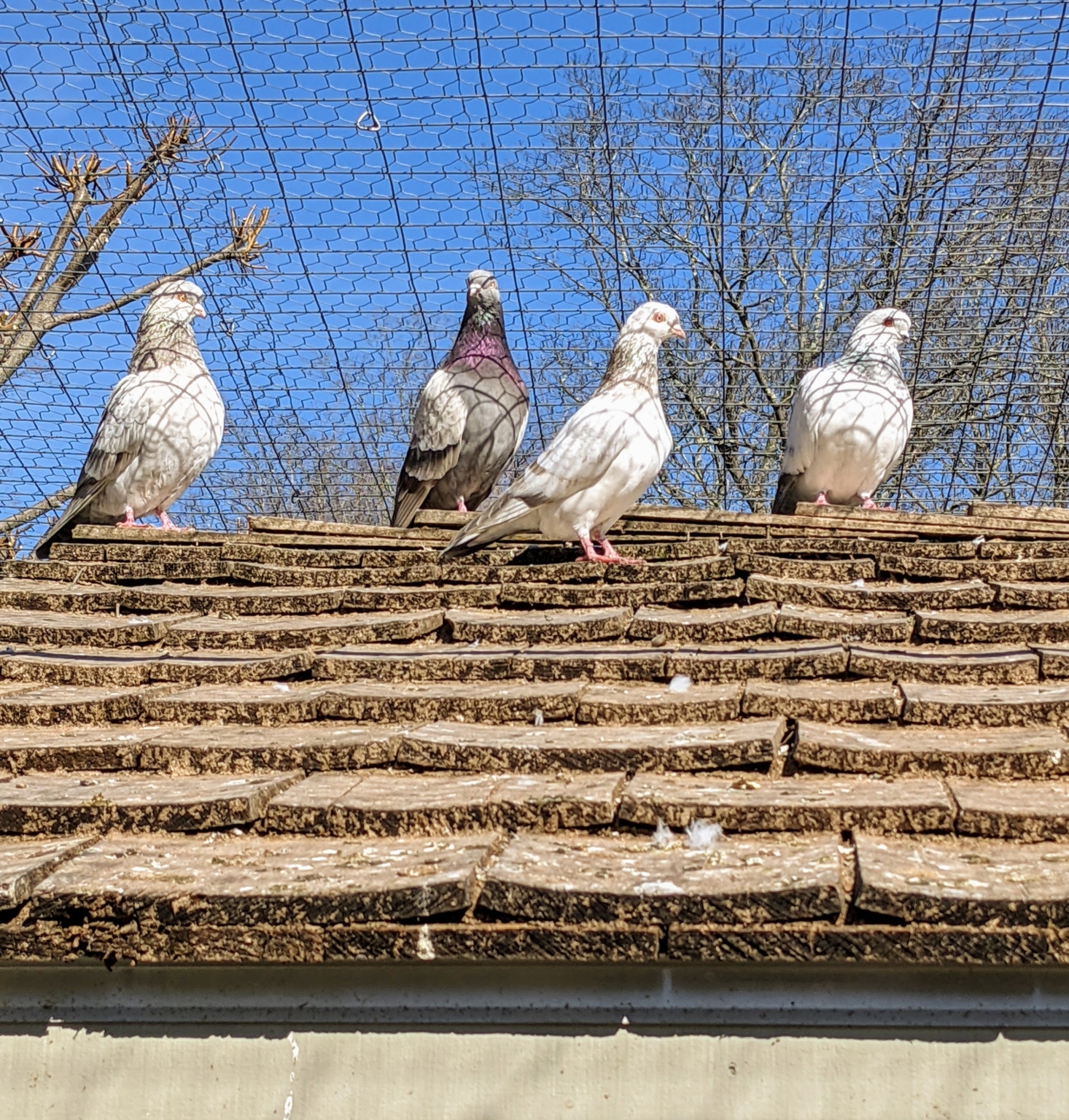 My Happy Fancy Pigeons - The Martha Stewart Blog