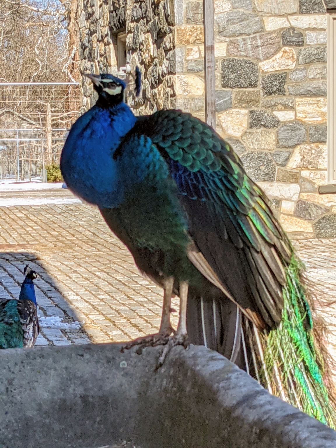 Beginning of Mating Season for My Peafowl - The Martha Stewart Blog