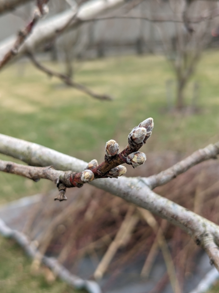Pruning and Grooming My Peach and Plum Trees - The Martha Stewart Blog