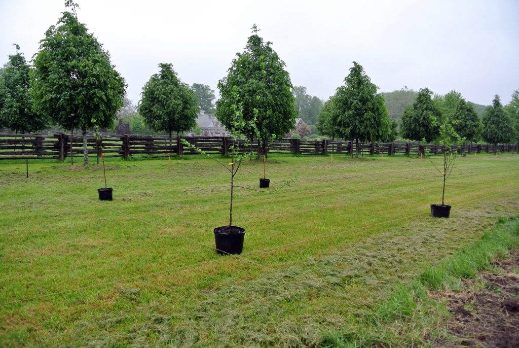 Pruning and Grooming My Peach and Plum Trees - The Martha Stewart Blog