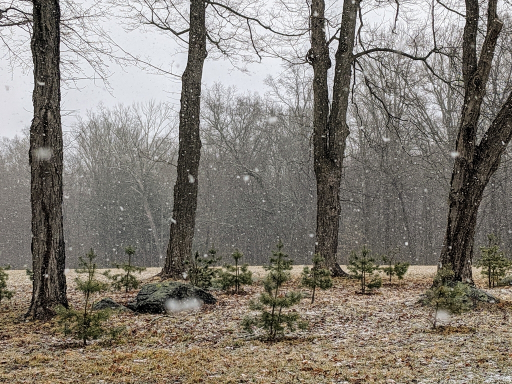 An Early March Snowfall - The Martha Stewart Blog