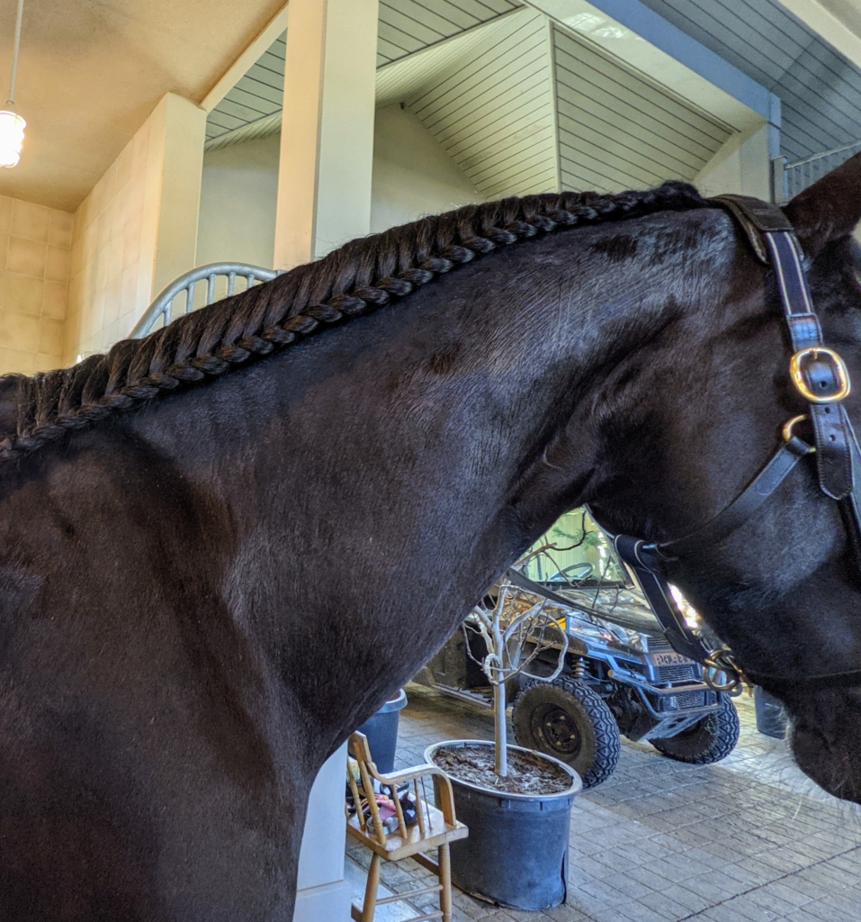 The Martha Stewart Blog : Blog Archive Getting My Horses Ready for ...