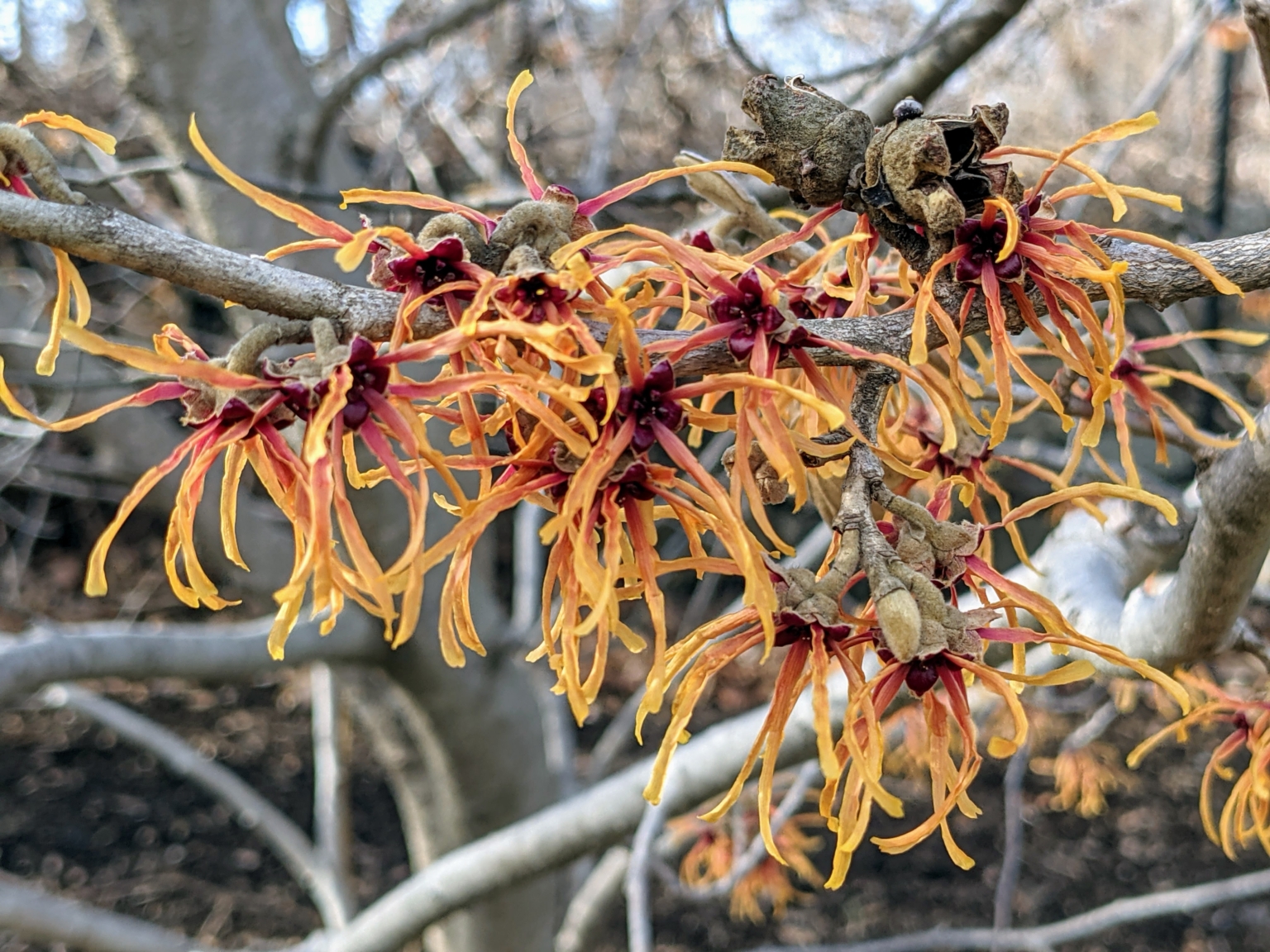 The Blooming Witch Hazel - The Martha Stewart Blog